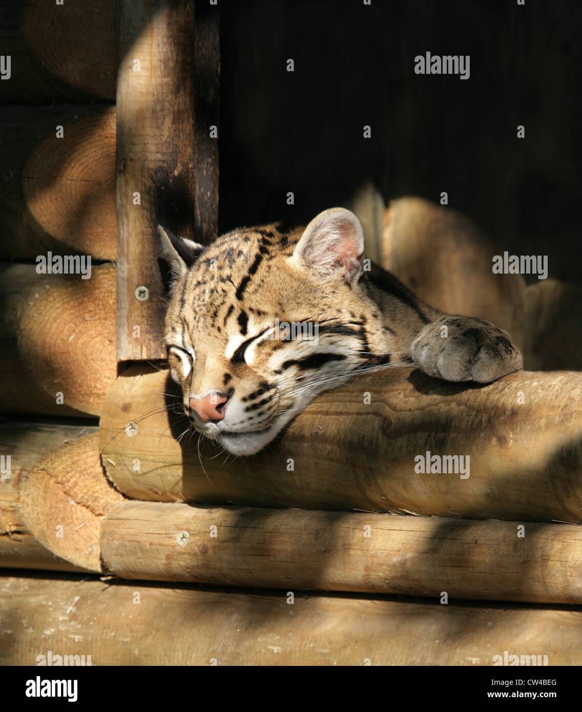 Ocelot, Leopardus pardalis, Felidae. Also Known as the Dwarf Leopard ...