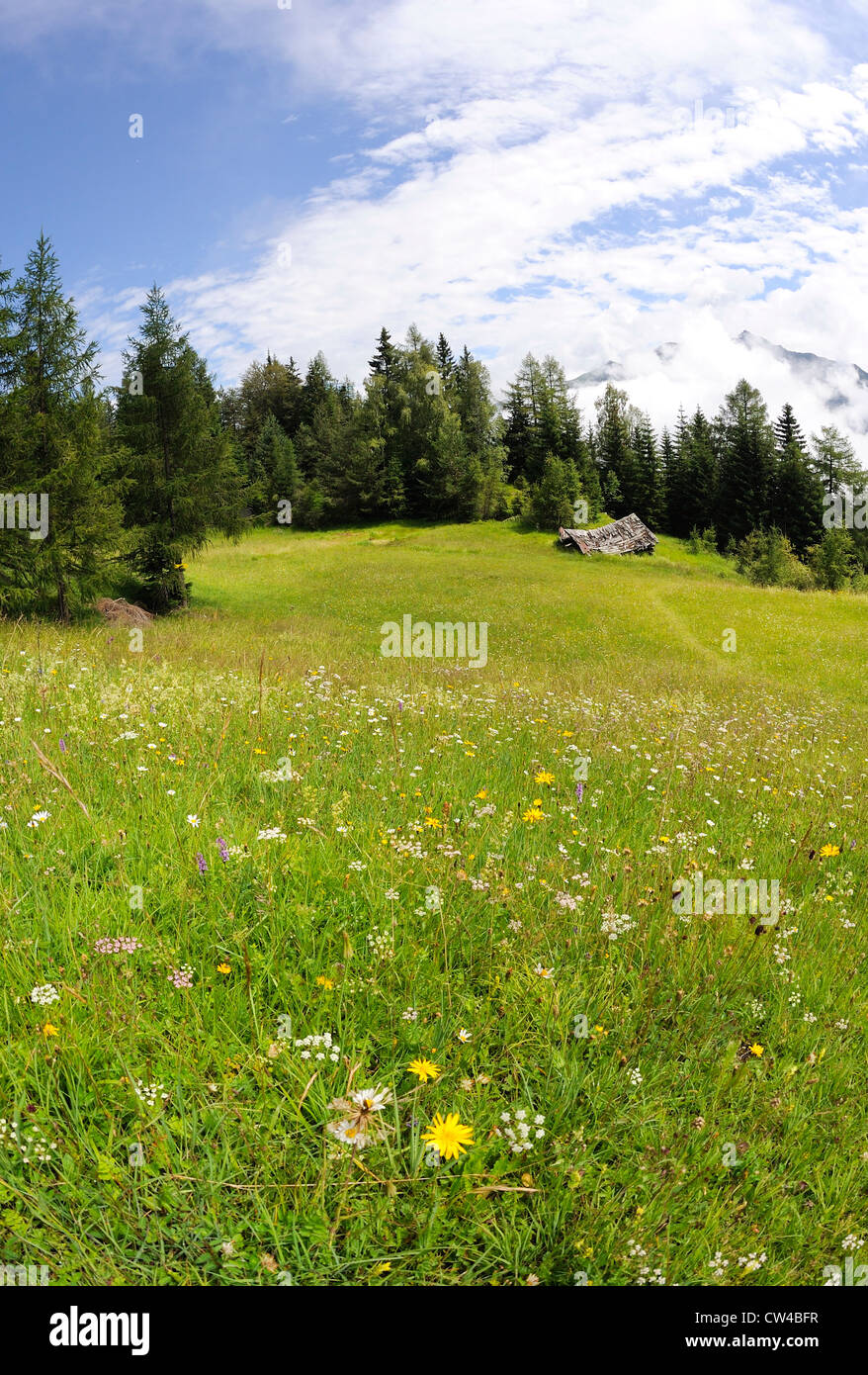 Austrian alpine wild flower meadow in the Austrian alps above Seefeld ...