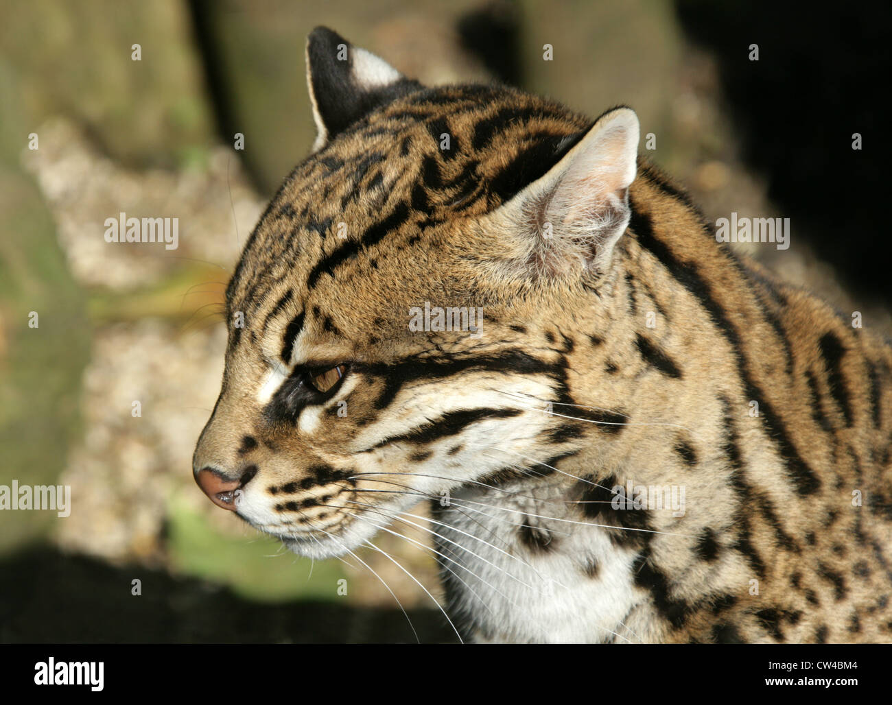 Ocelot, Leopardus pardalis, Felidae. Also Known as the Dwarf Leopard ...