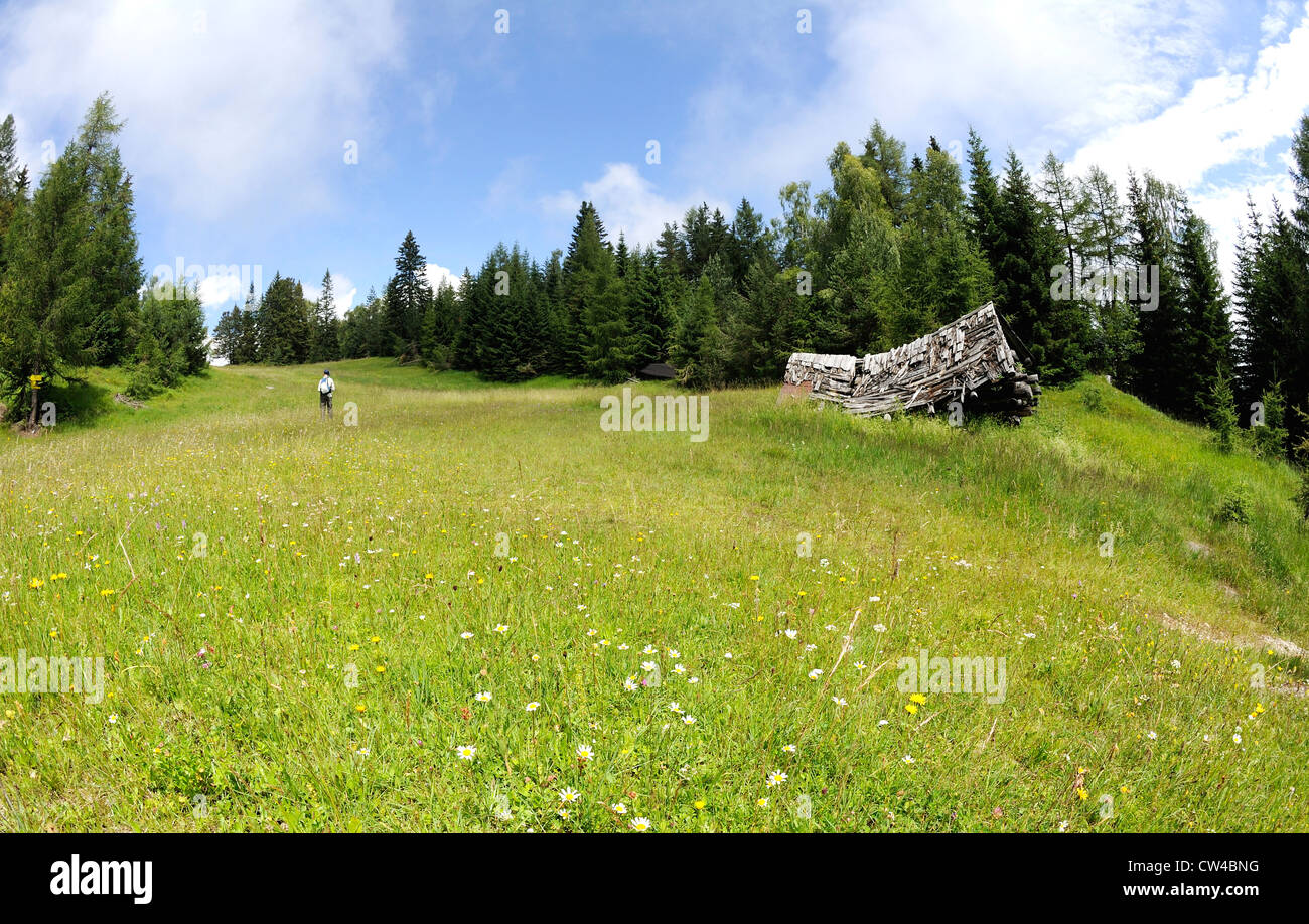Hill walkers walking through mountain wild flower meadows in the ...