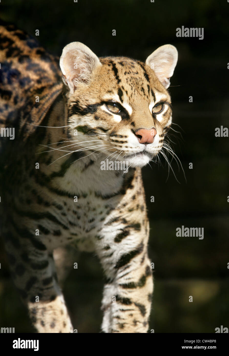 Ocelot, Leopardus pardalis, Felidae. Also Known as the Dwarf Leopard ...