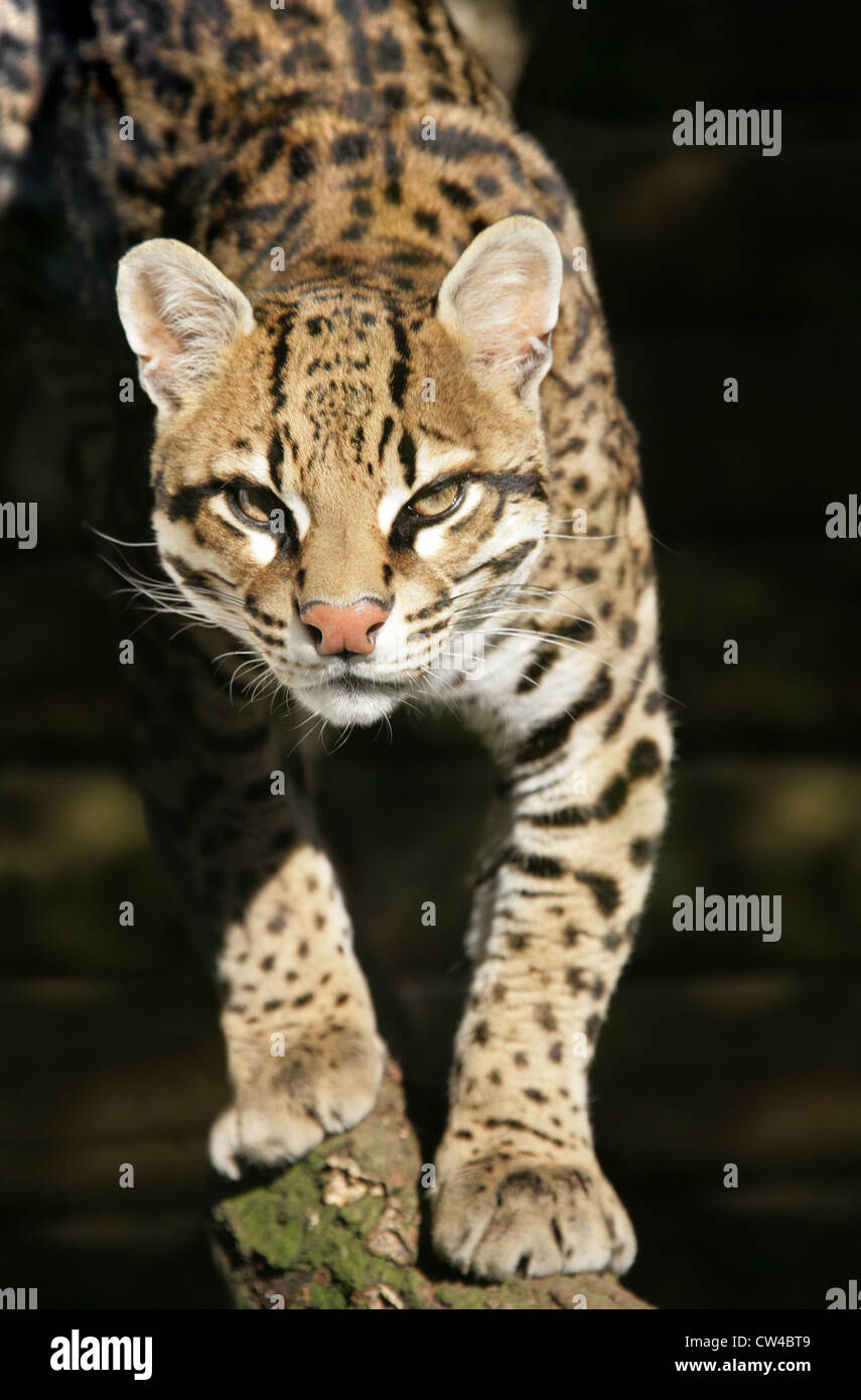 Ocelot, Leopardus pardalis, Felidae. Also Known as the Dwarf Leopard ...