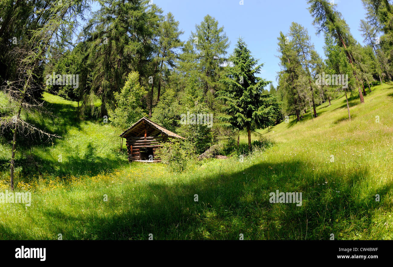 Field barn set amongst trees hi-res stock photography and images - Alamy