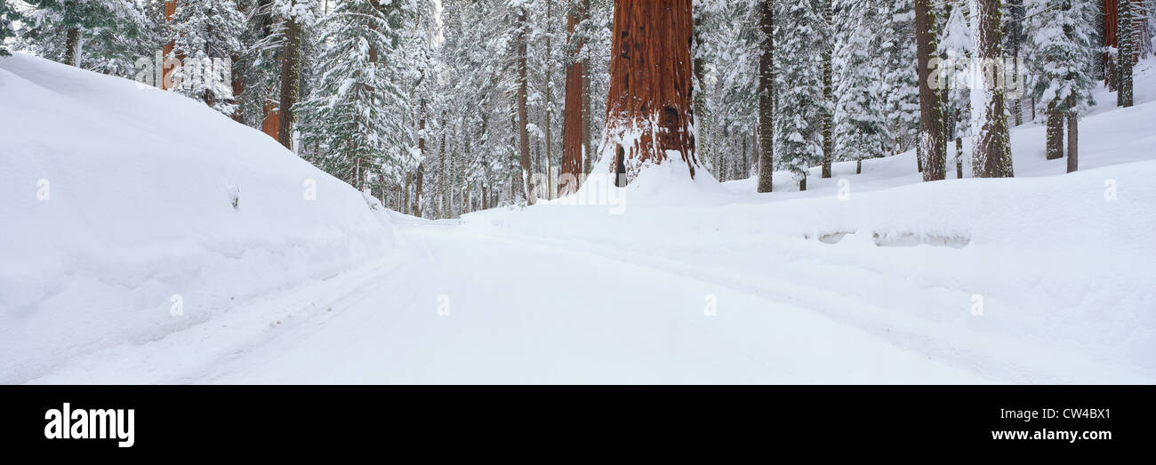 Snow covered road through forest Stock Photo - Alamy