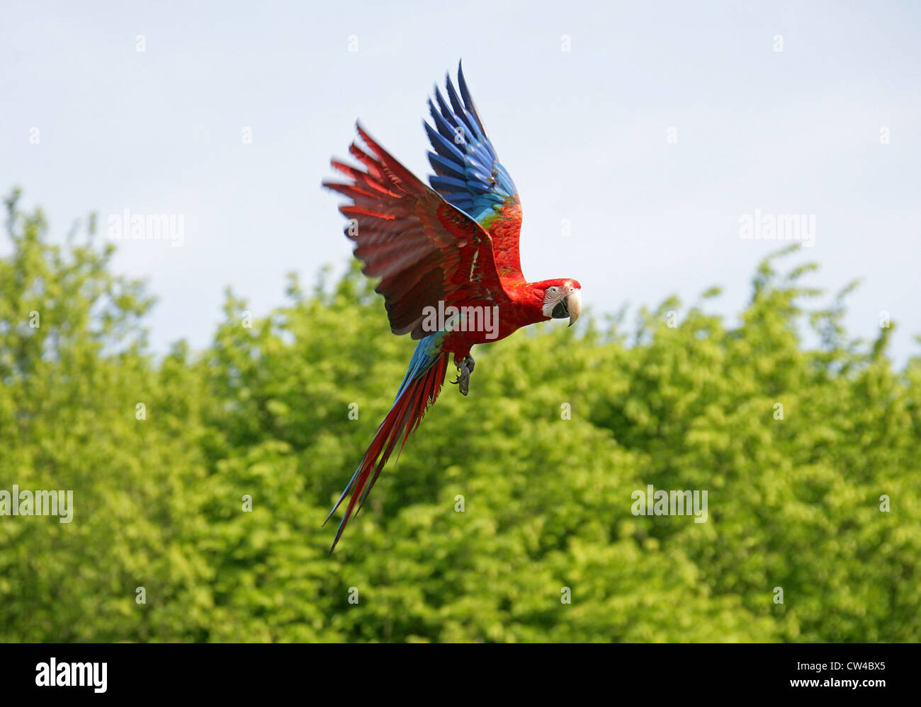 Red-and-Green Macaw, Ara chloropterus, Psittacidae. Also known as the ...