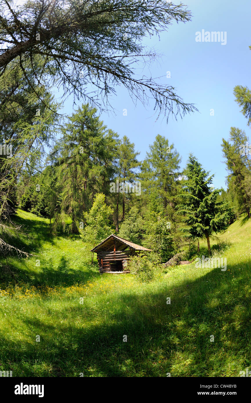 Austrian alps flower hi-res stock photography and images - Alamy