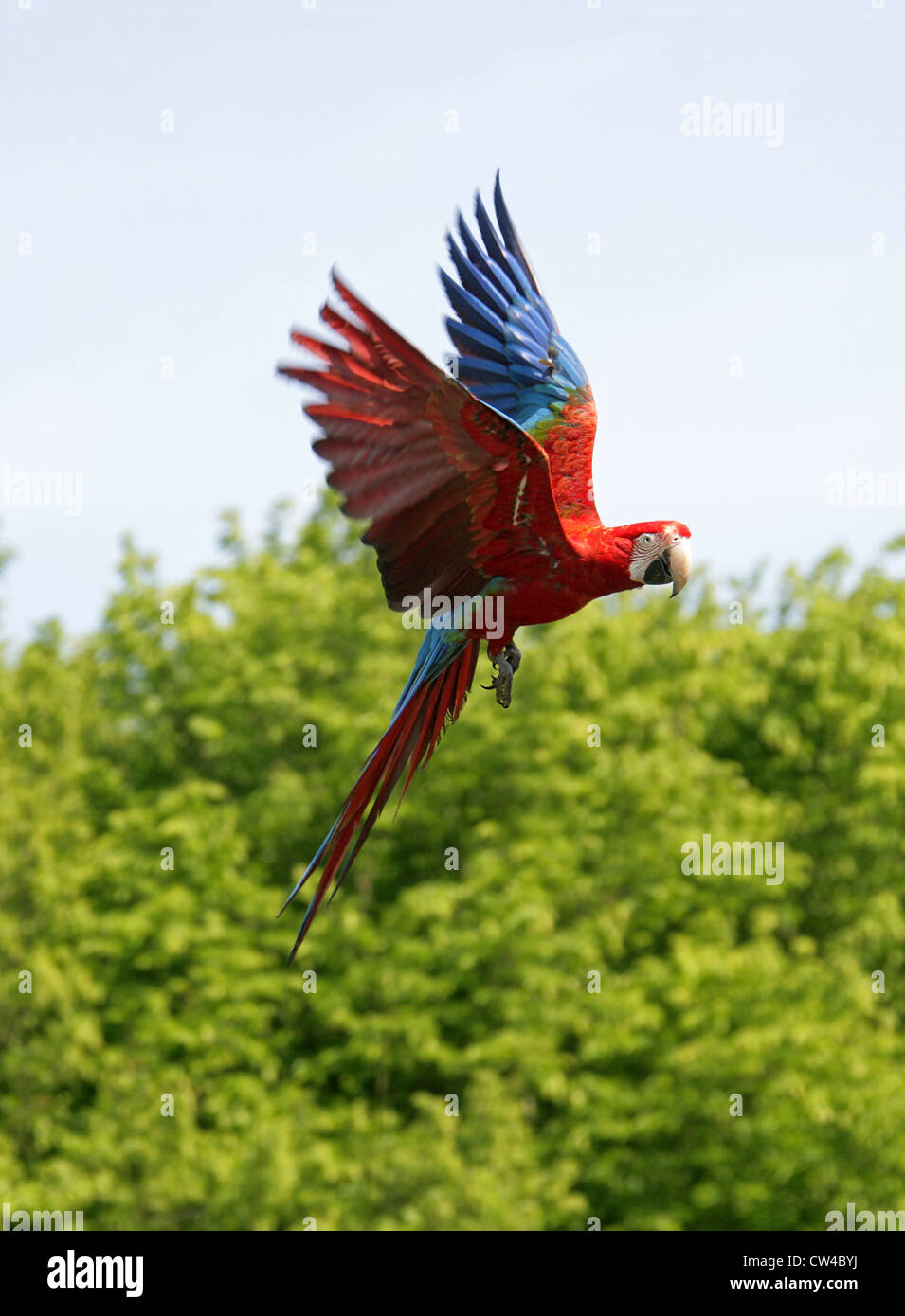 Red-and-Green Macaw, Ara chloropterus, Psittacidae. Also known as the ...