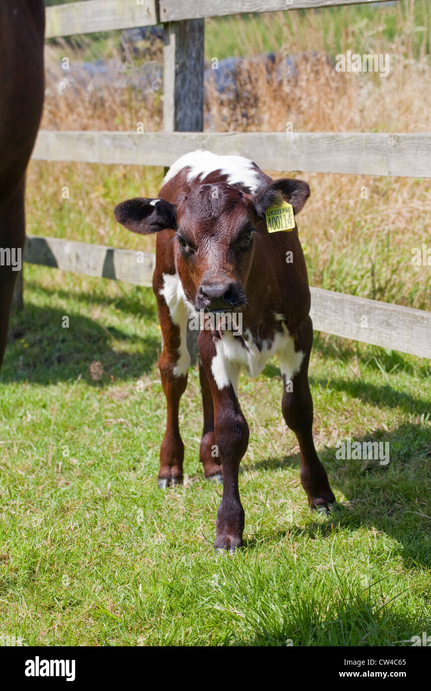 Gloucester Cattle (Bos taurus). Calf Stock Photo - Alamy