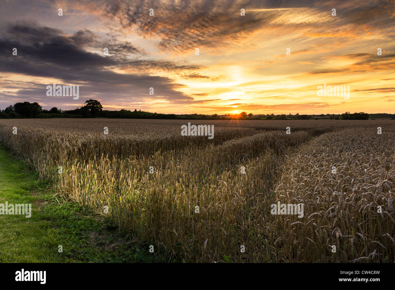 Wheat Field at Sunset Stock Photo - Alamy