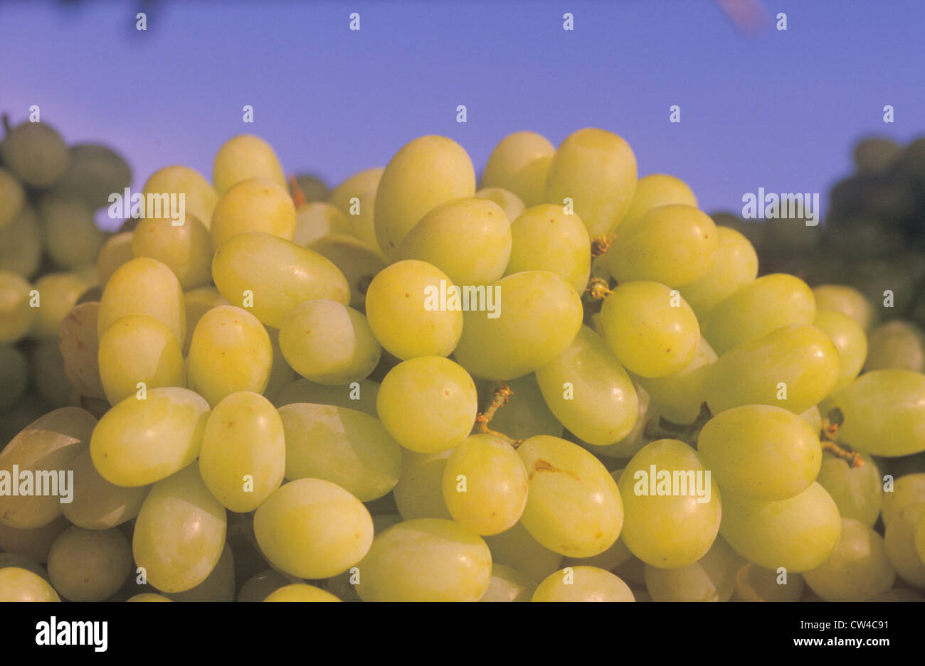 White pigeon michigan hi-res stock photography and images - Alamy