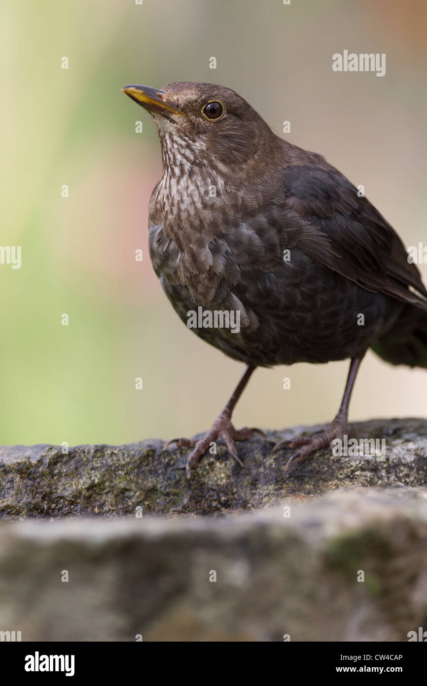 [Blackbird. Turdus merula Turdidae] Stock Photo - Alamy