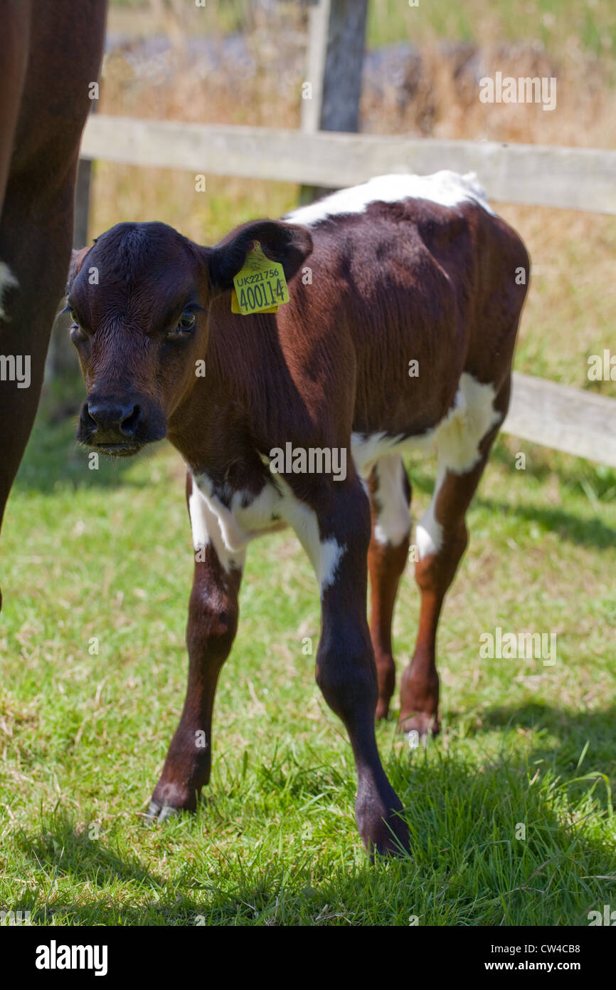 Gloucester Cattle (Bos taurus). Calf. Newly born Stock Photo - Alamy