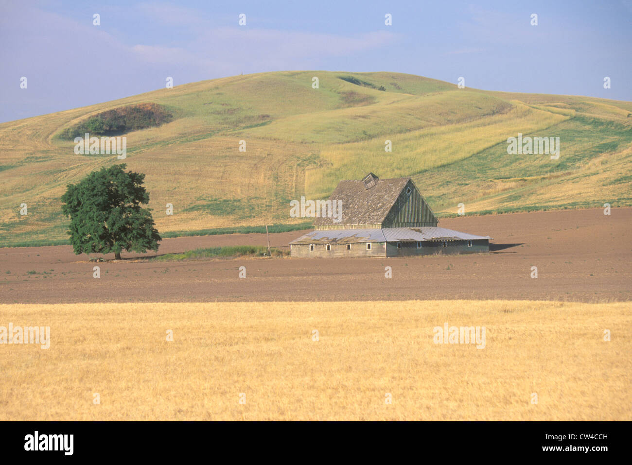 A barn and wheat field at the bottom of a hill in Southeast, WA Stock ...