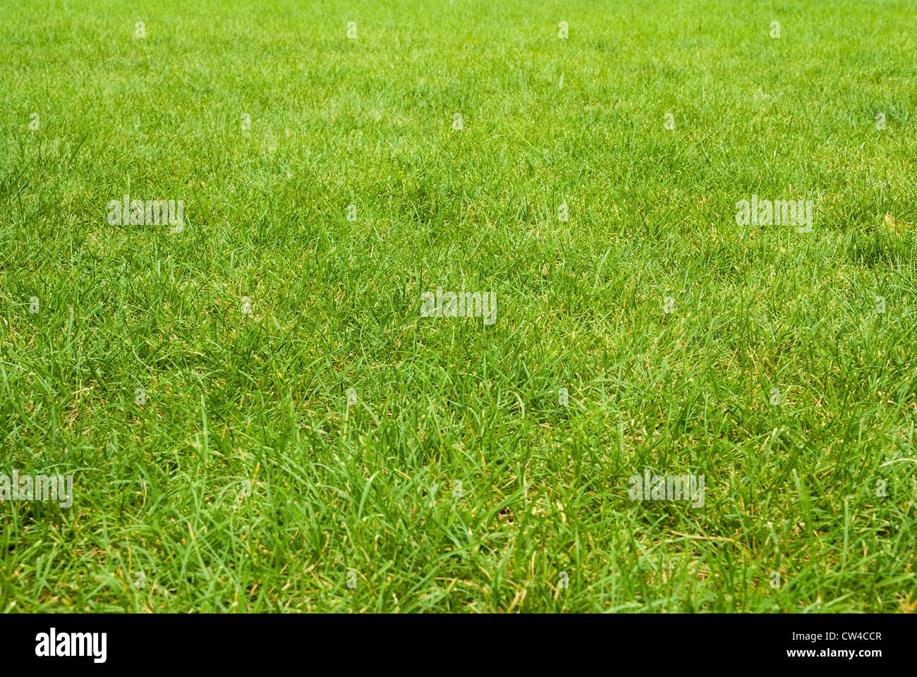 Beautiful green grass texture from golf course Stock Photo - Alamy
