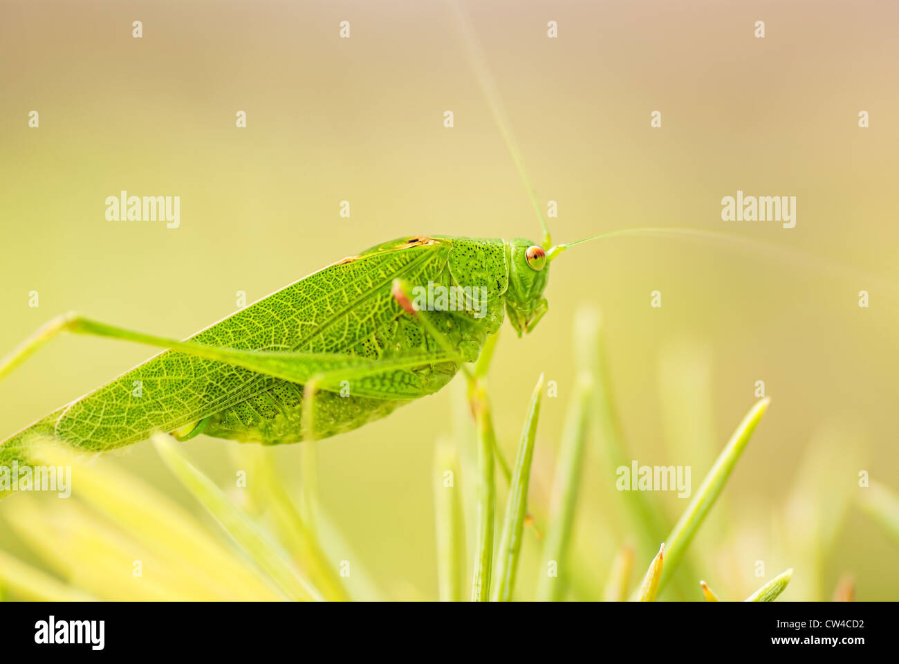 Grasshopper is a list of the grass Stock Photo - Alamy