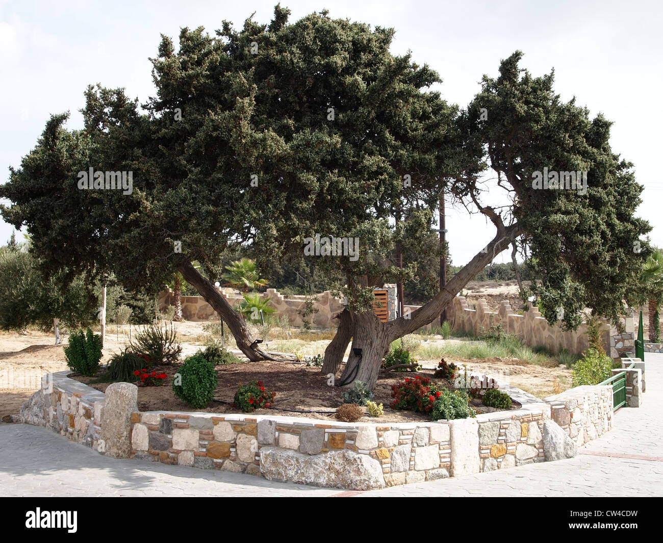 An interesting tree in a park Stock Photo - Alamy