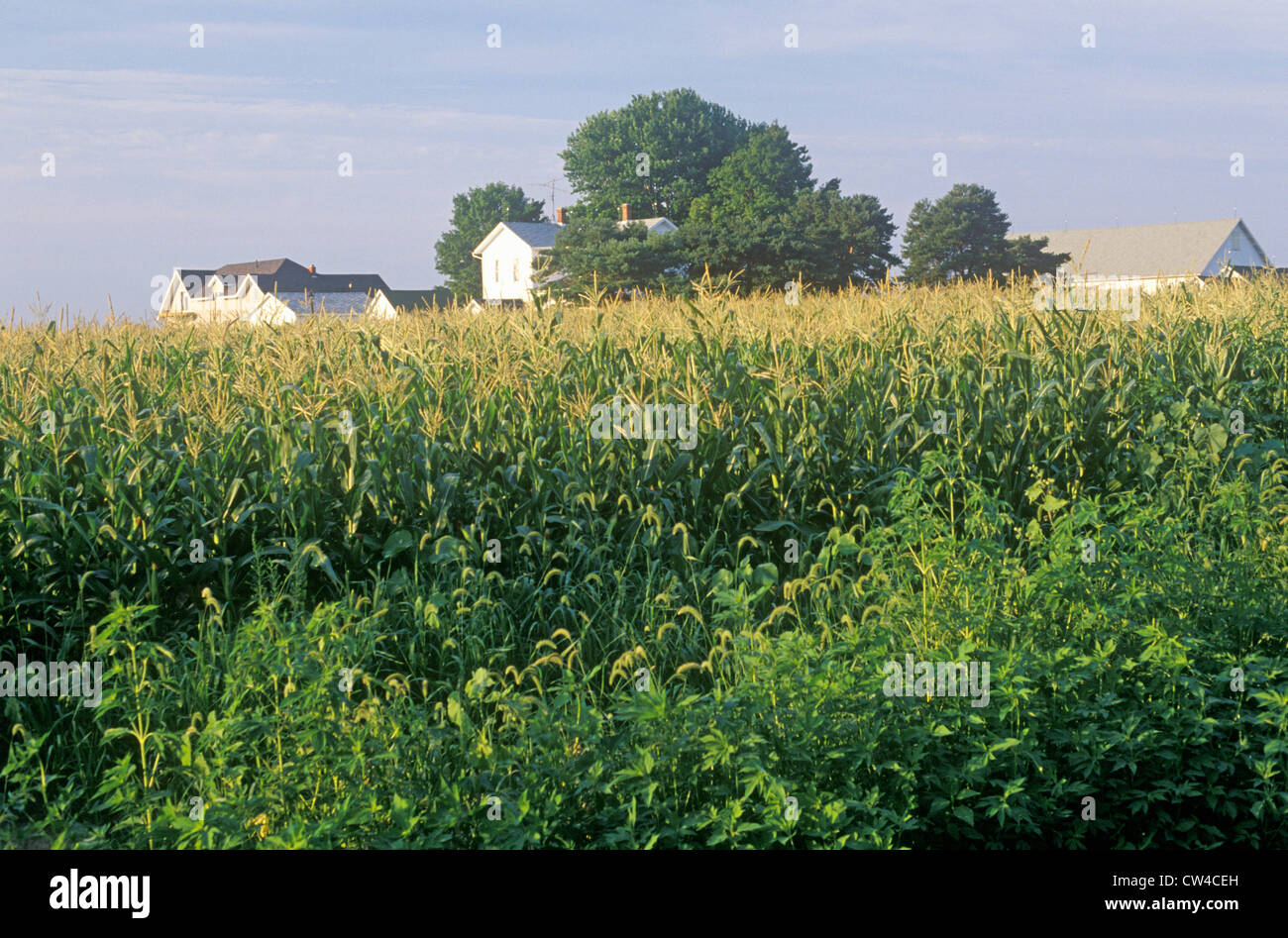 Mature corn crops on farm hi-res stock photography and images - Alamy