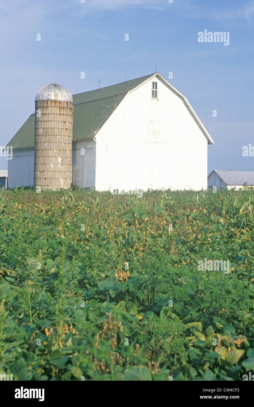 Barn and silo in middle of corn field, IN Stock Photo - Alamy