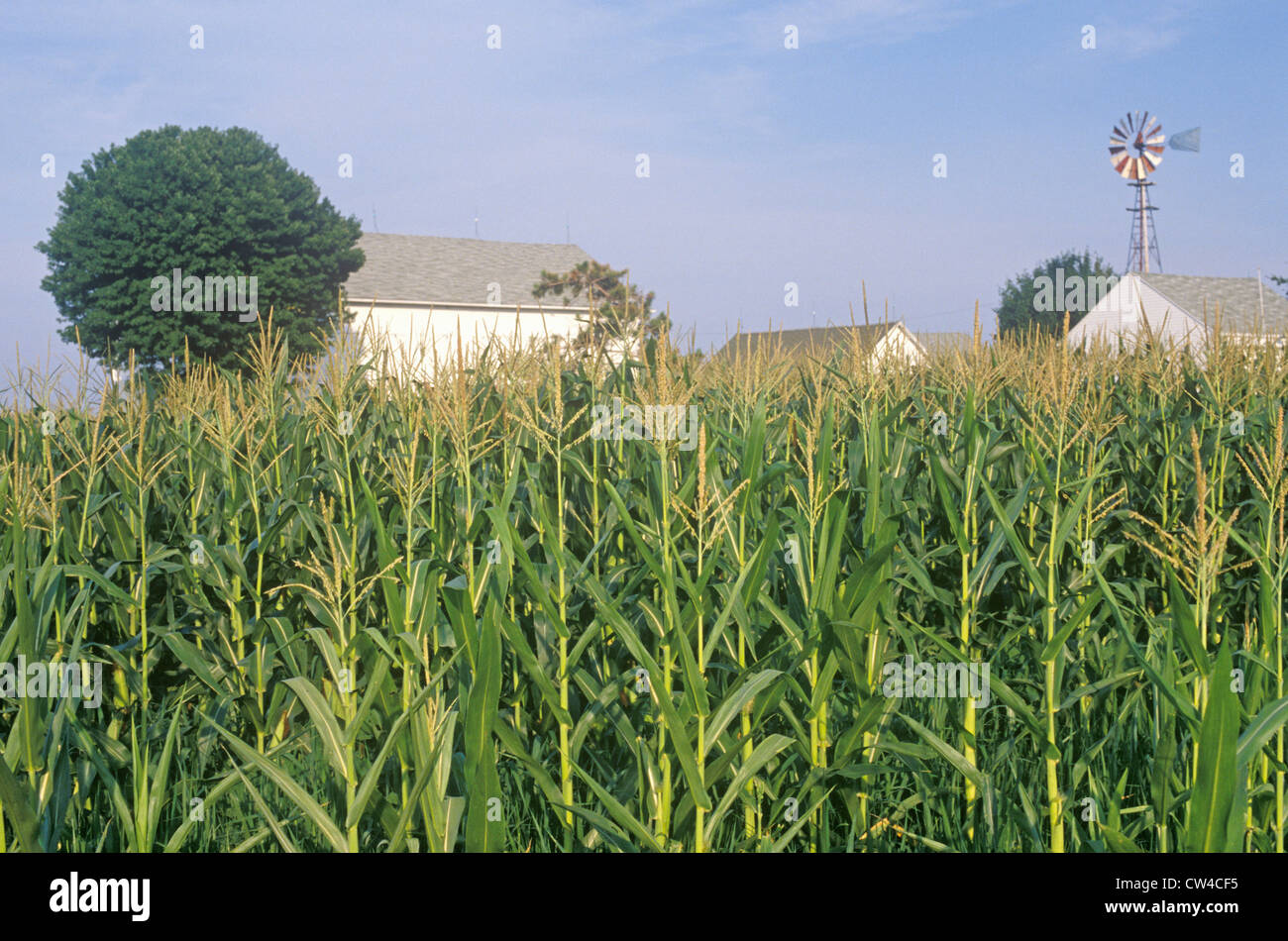 Corn field, South Bend, IN Stock Photo - Alamy
