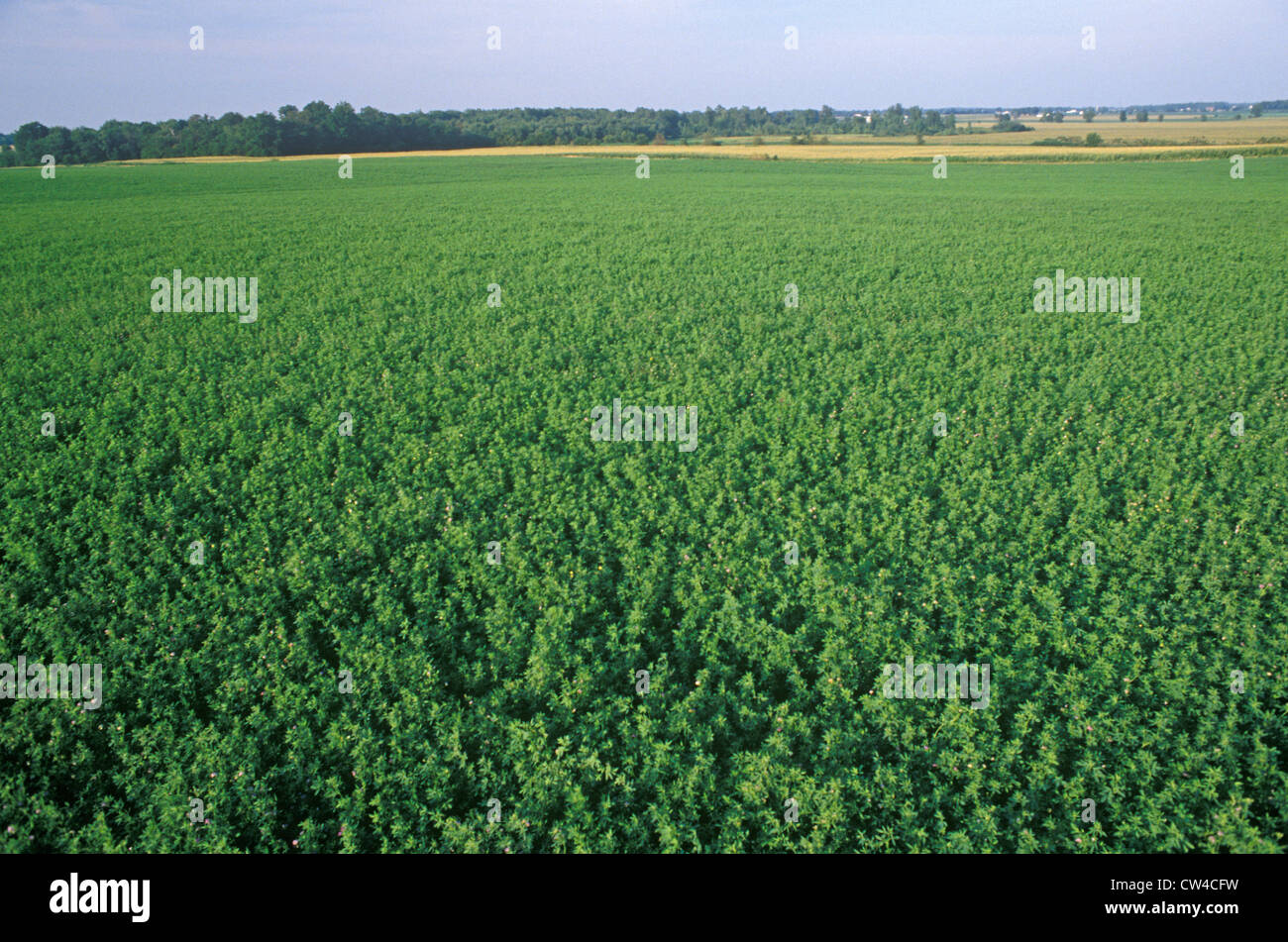 Hay field in summer, IN Stock Photo - Alamy