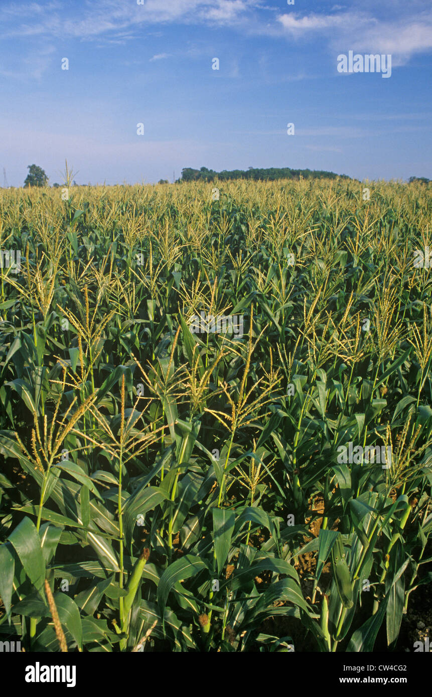 Corn field in South Bend, IN Stock Photo - Alamy