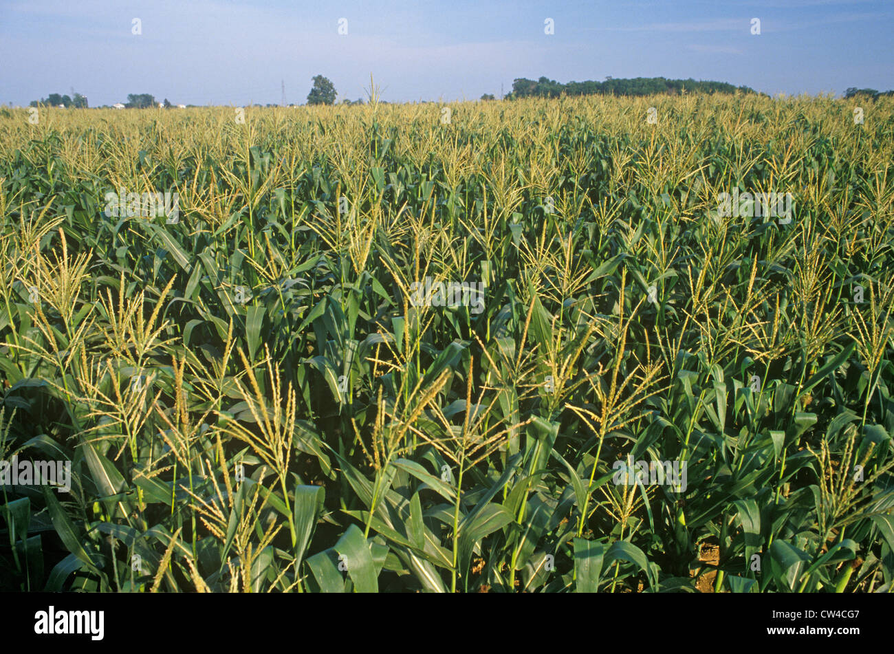 Corn field in South Bend, IN Stock Photo - Alamy
