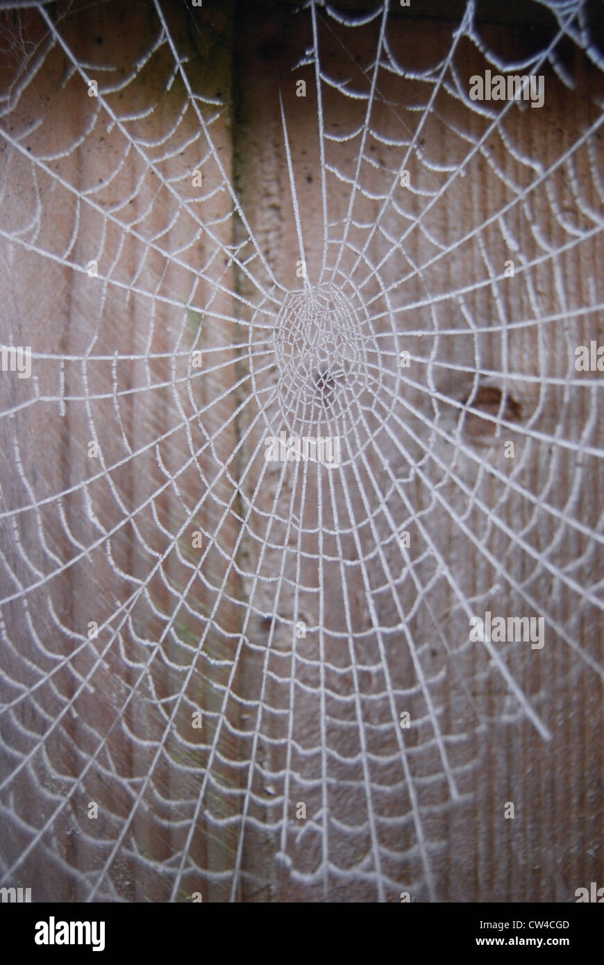 Frozen cobweb hi-res stock photography and images - Alamy