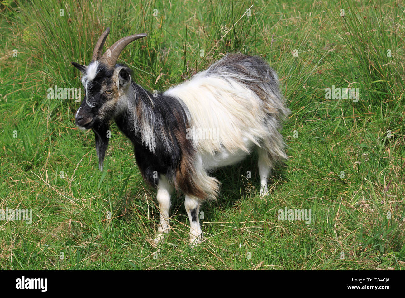 Wild feral goat in the wild goat park in Galloway Forest Park near ...