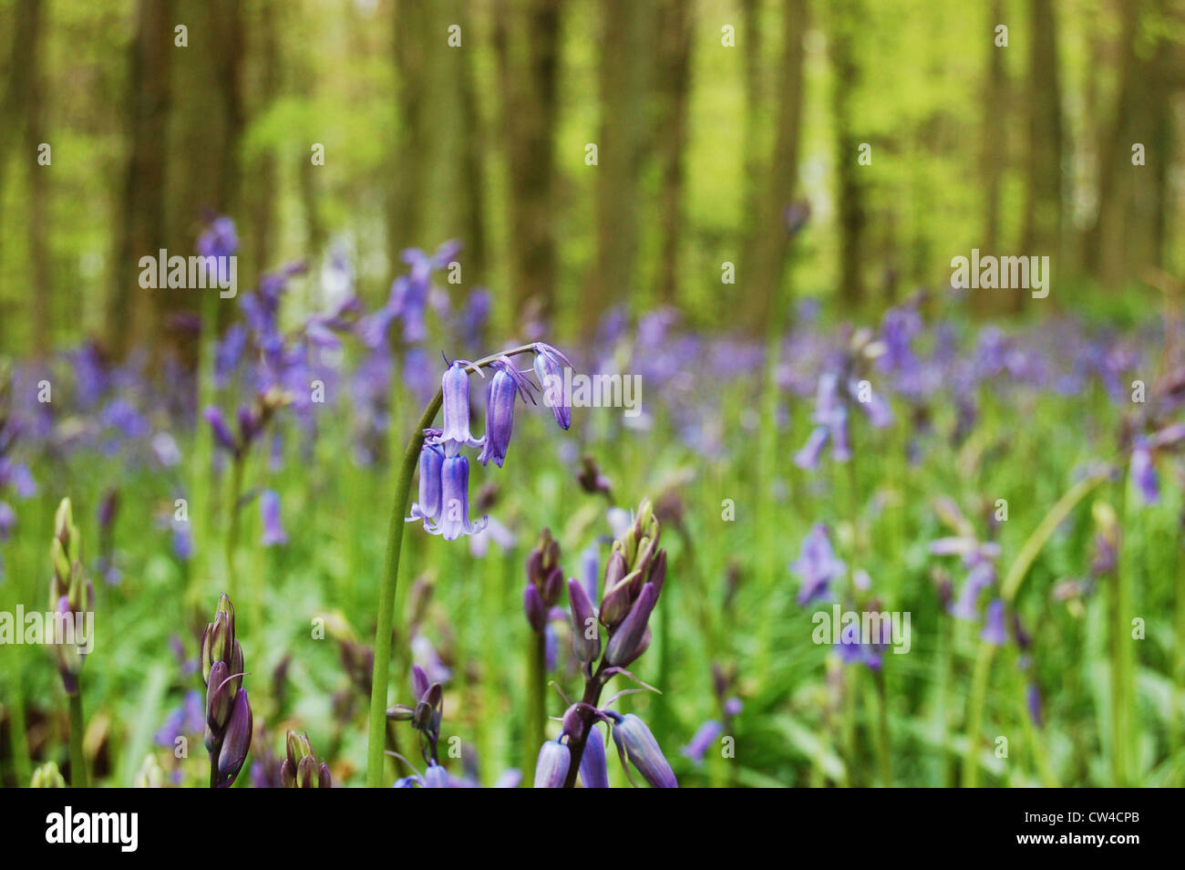 Quantocks hi-res stock photography and images - Alamy