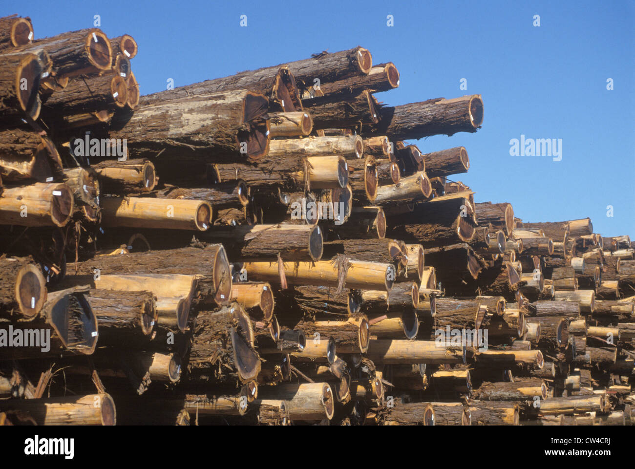 A pile of logs tagged for processing at a lumber mill in Willits ...