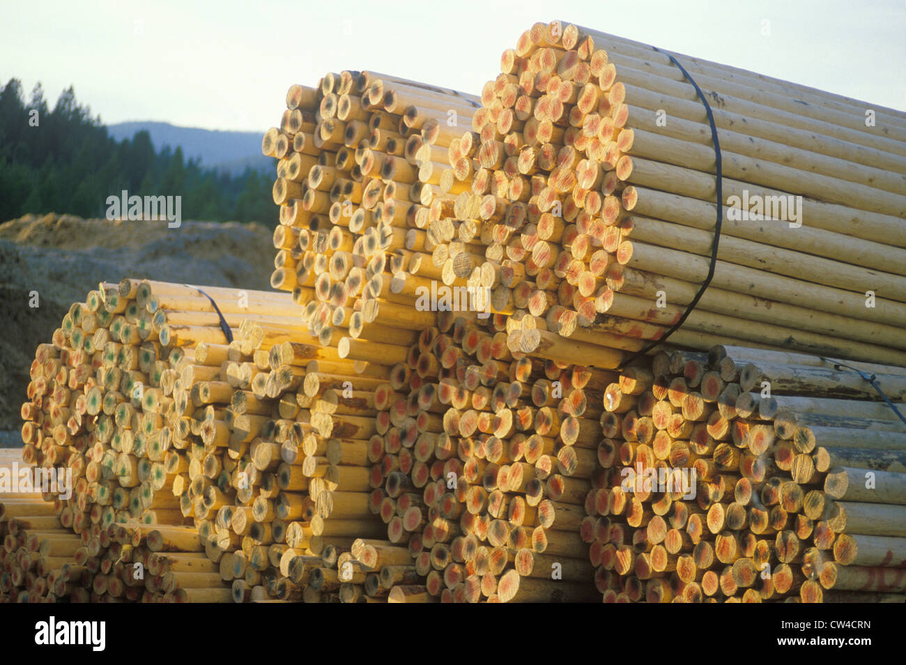 Bundled fence posts sitting in stacks at a lumber mill in Priest River ...