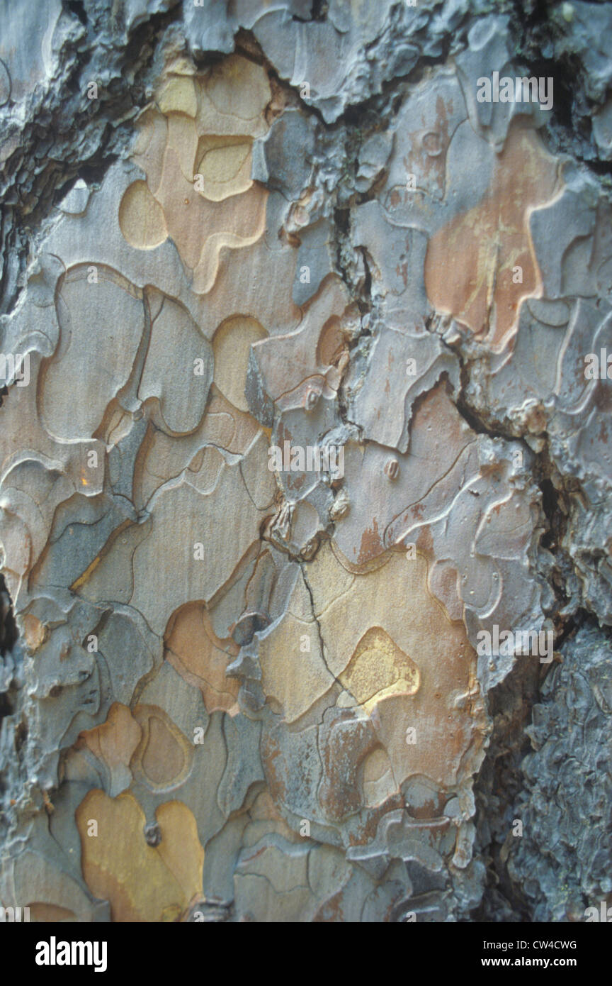 A close-up of a strange wood pattern Stock Photo - Alamy