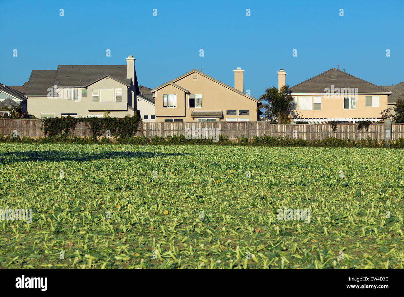 Farmer's fields with crops by encroaching housing development ...