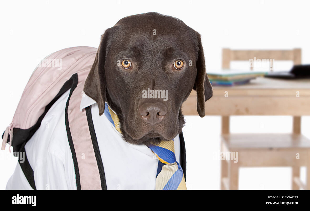 Young Chocolate Labrador Going Back to School Stock Photo - Alamy