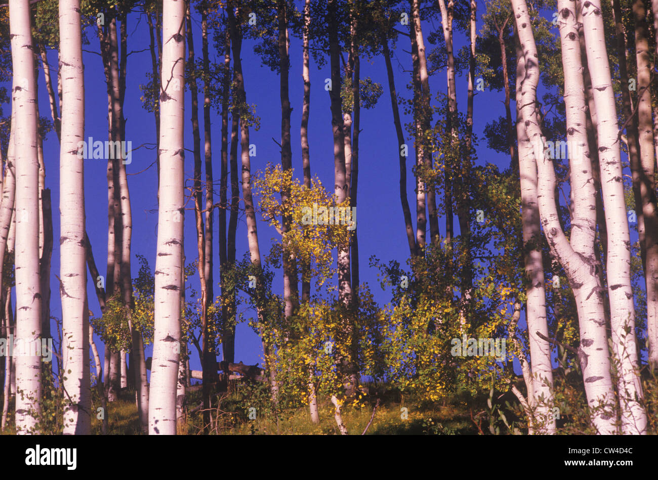 Trees in Autumn, Telluride, Colorado Stock Photo - Alamy