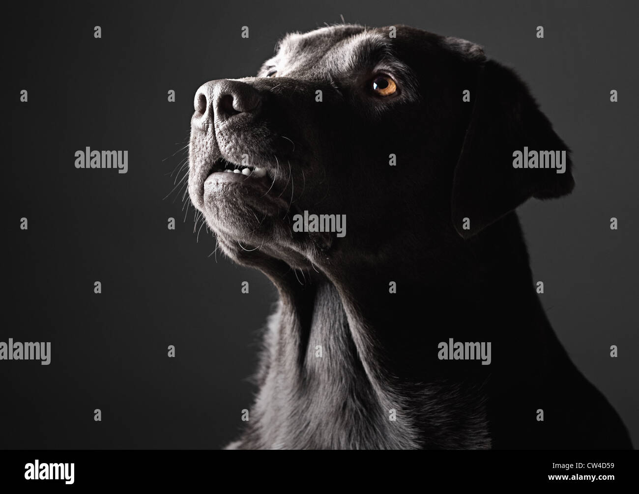 Sad dog hi-res stock photography and images - Alamy