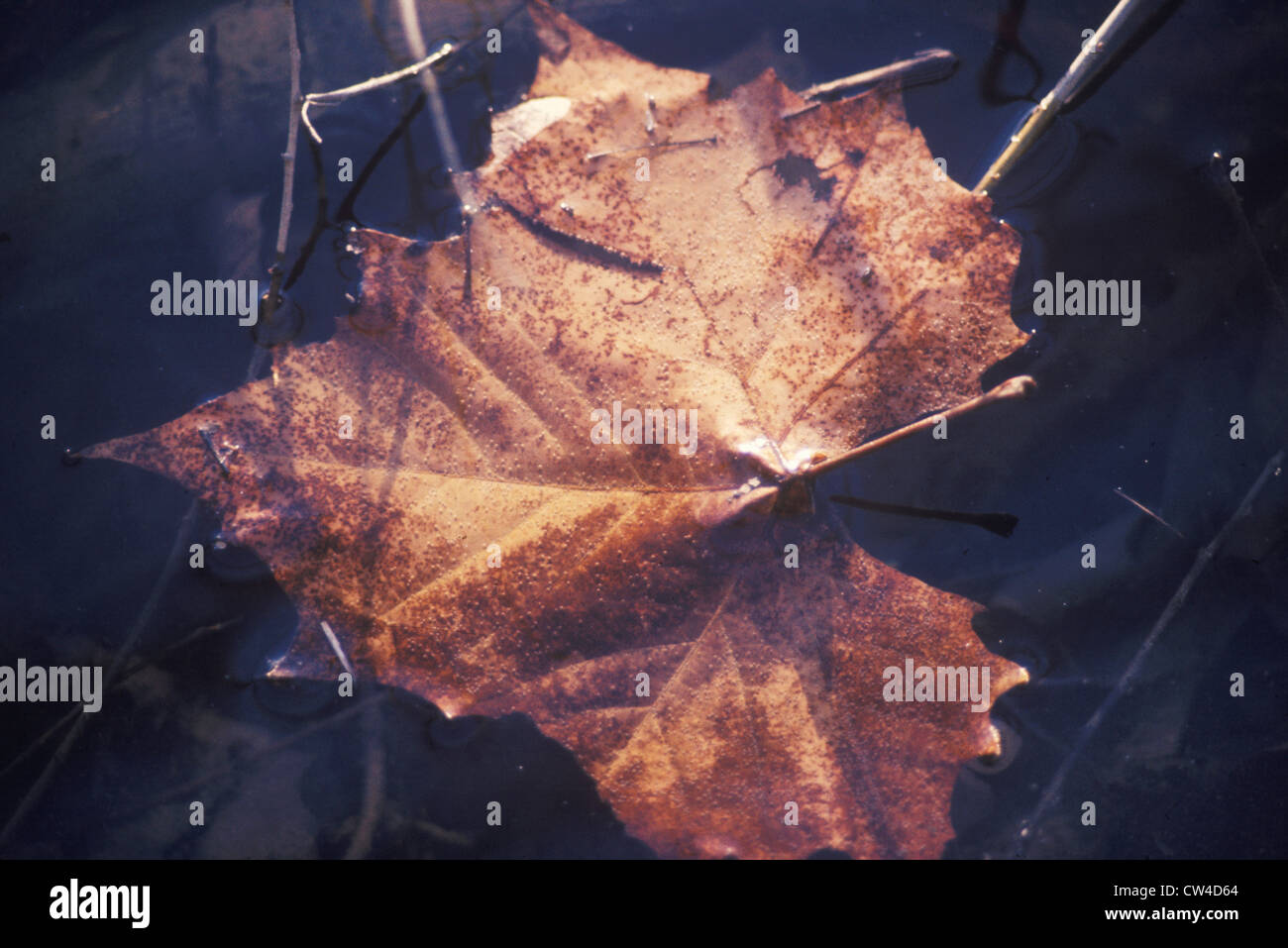 An Autumn Leaf in Water, Boulder, Colorado Stock Photo - Alamy