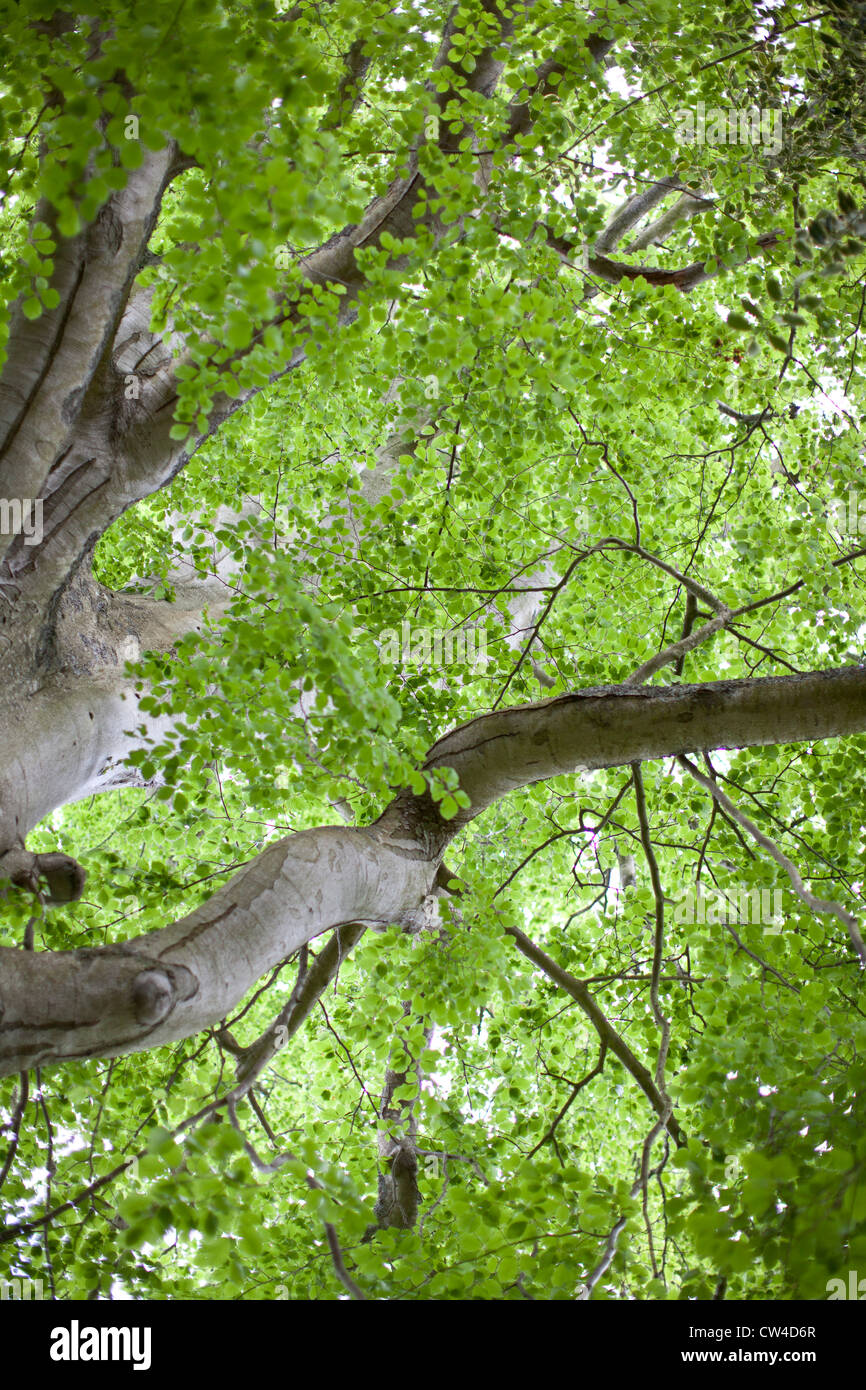 Looking up at trees Stock Photo - Alamy