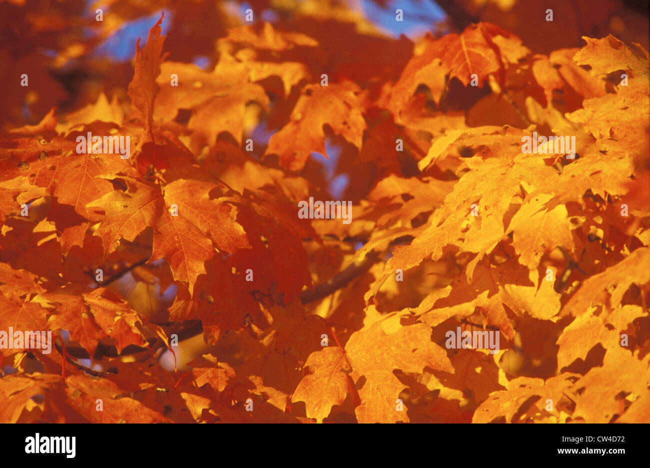 Autumn Leaves, New England Stock Photo - Alamy