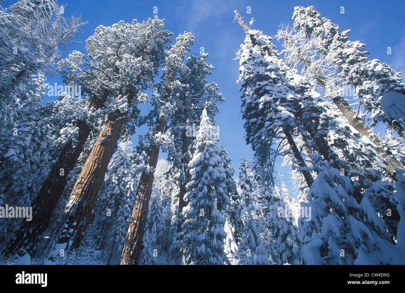 Redwoods Covered in Snow, Sequoia National Park, California Stock Photo ...