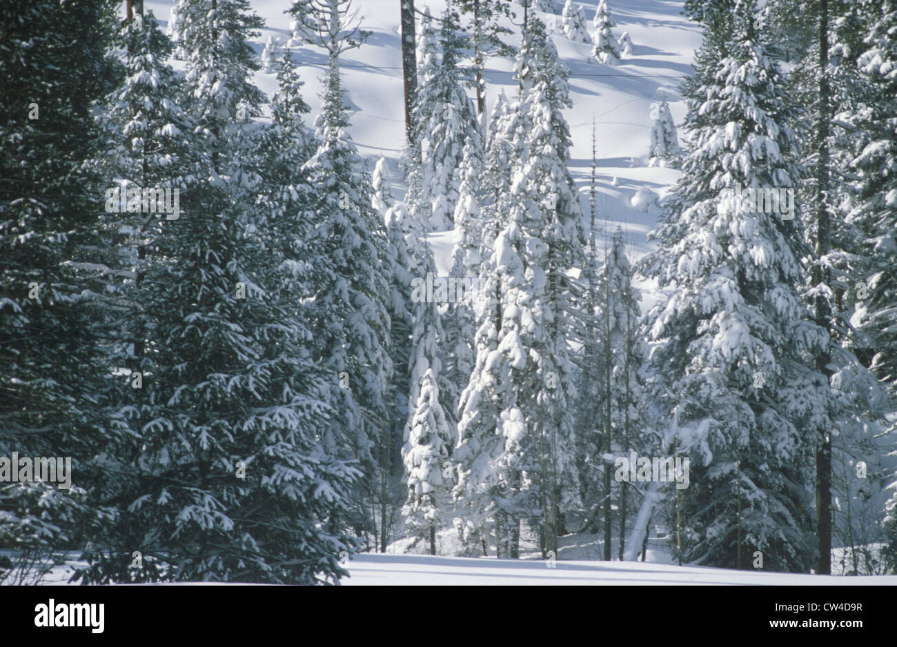 Pine Trees Covered in Snow, Northern California Stock Photo - Alamy