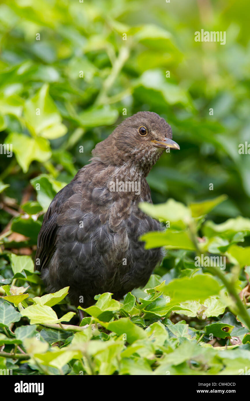 Blackbird turdus merula turdidae hi-res stock photography and images ...