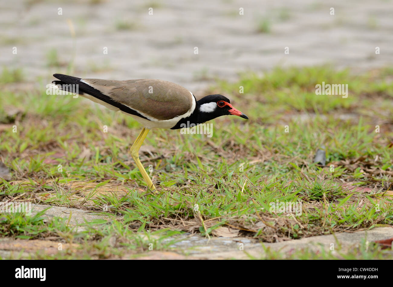 Lapwing at rest hi-res stock photography and images - Alamy