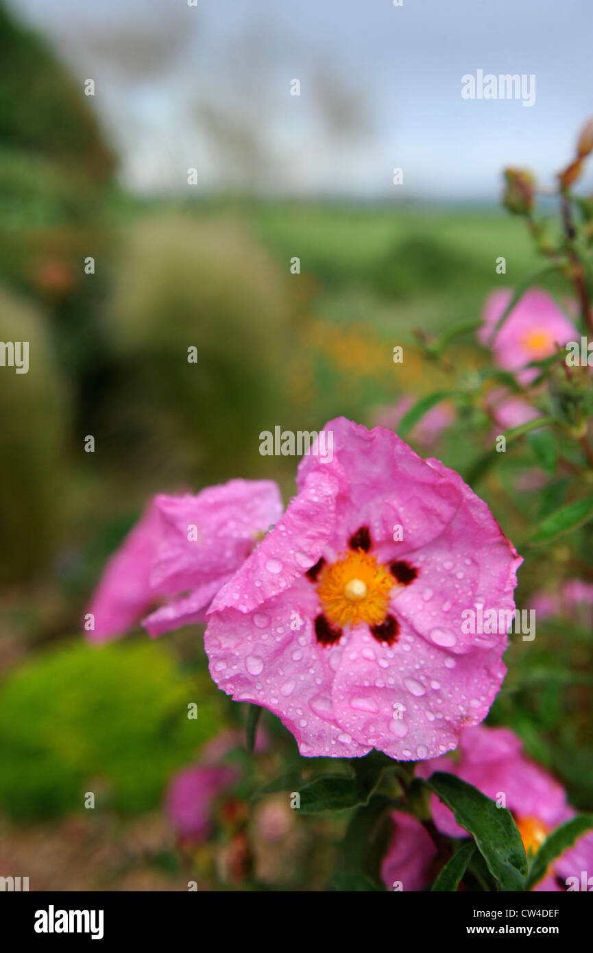 A pink Cistus flower in a damp English garden UK Stock Photo - Alamy