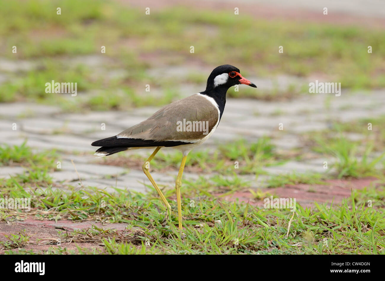 Lapwing at rest hi-res stock photography and images - Alamy