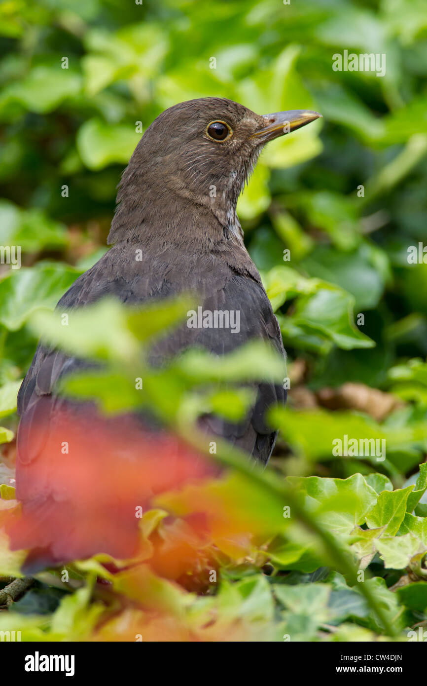[Blackbird. Turdus merula Turdidae] Stock Photo - Alamy