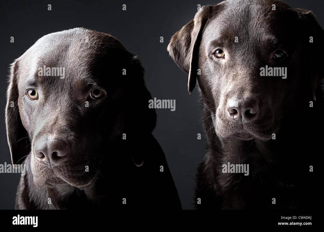 Low Key Shot of Two handsome chocolate labradors Stock Photo - Alamy
