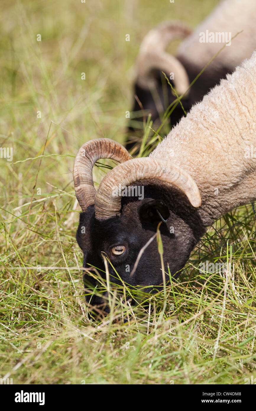 Domestic sheep norfolk horn ewes hi-res stock photography and images ...