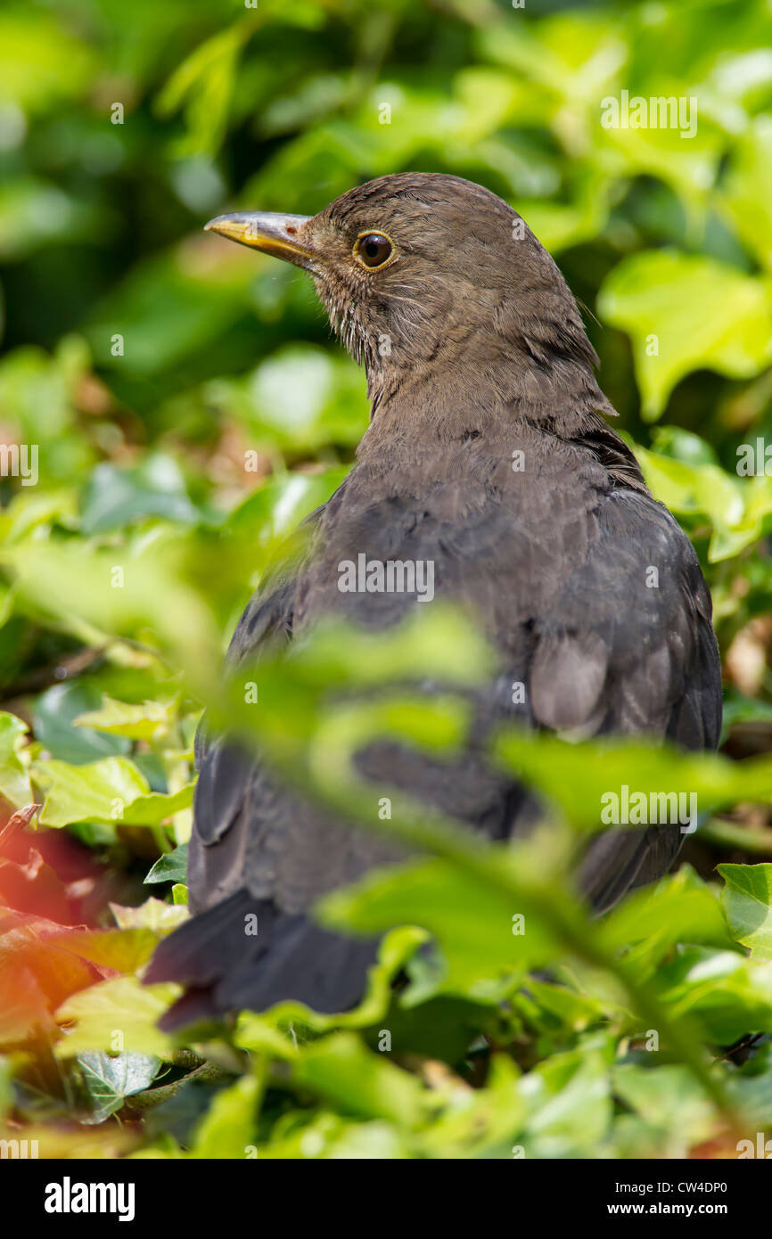 [Blackbird. Turdus merula Turdidae] Stock Photo - Alamy