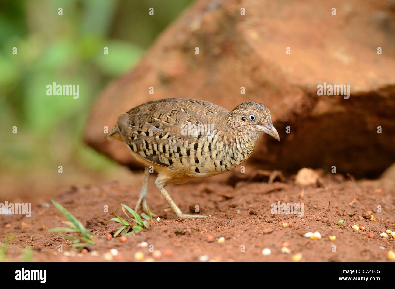 beautiful male barred buttonquail (Turnix suscitator) feeding on ground Stock Photo - Alamy